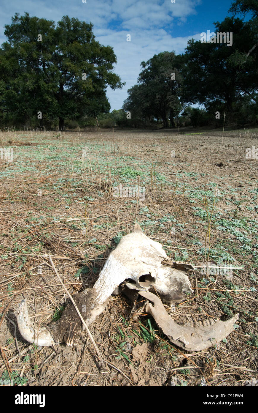 Buffalo remains are scattered through South Luangwa National Park Stock ...