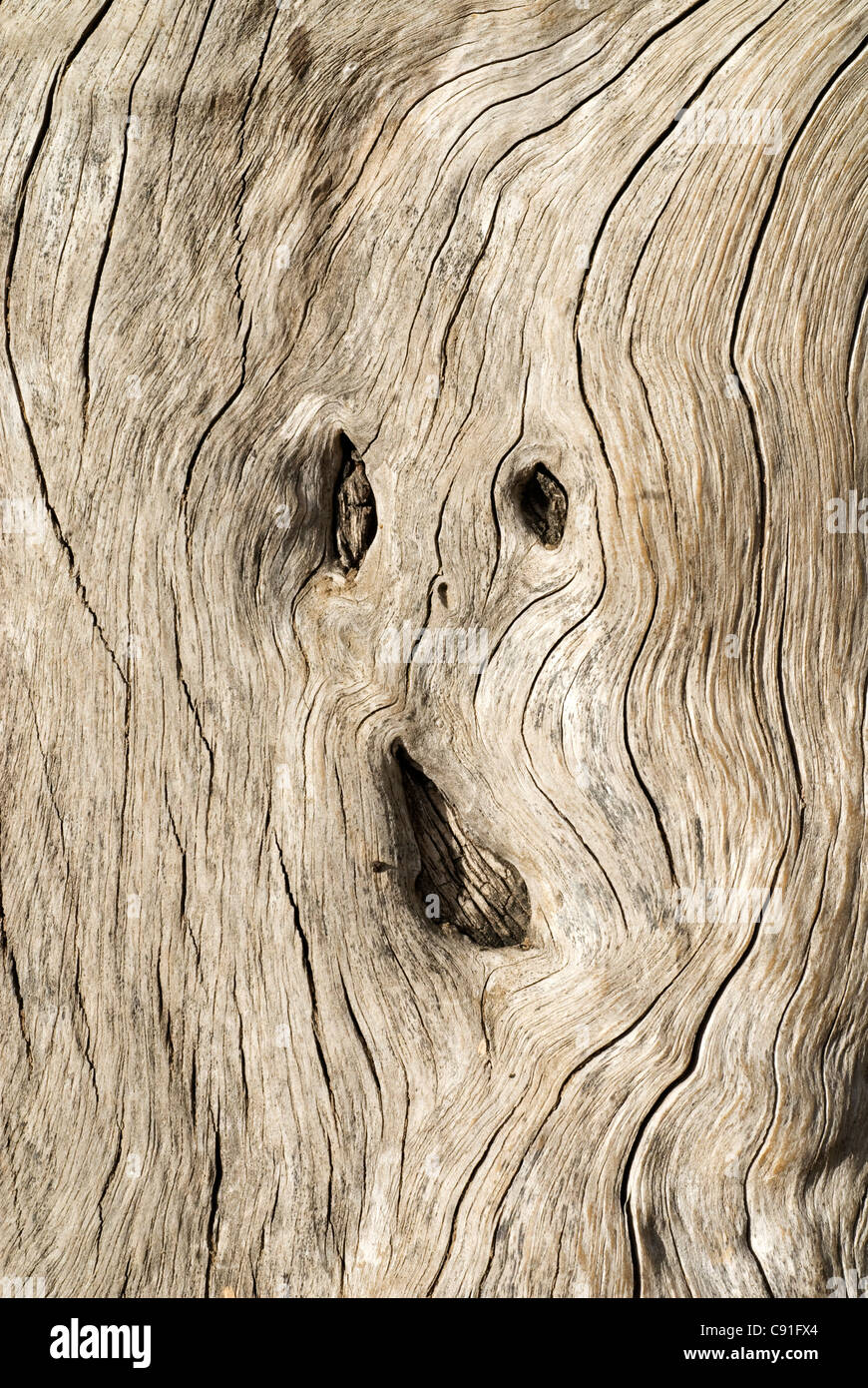 Dead wood can be found in South Luangwa National Park Stock Photo - Alamy