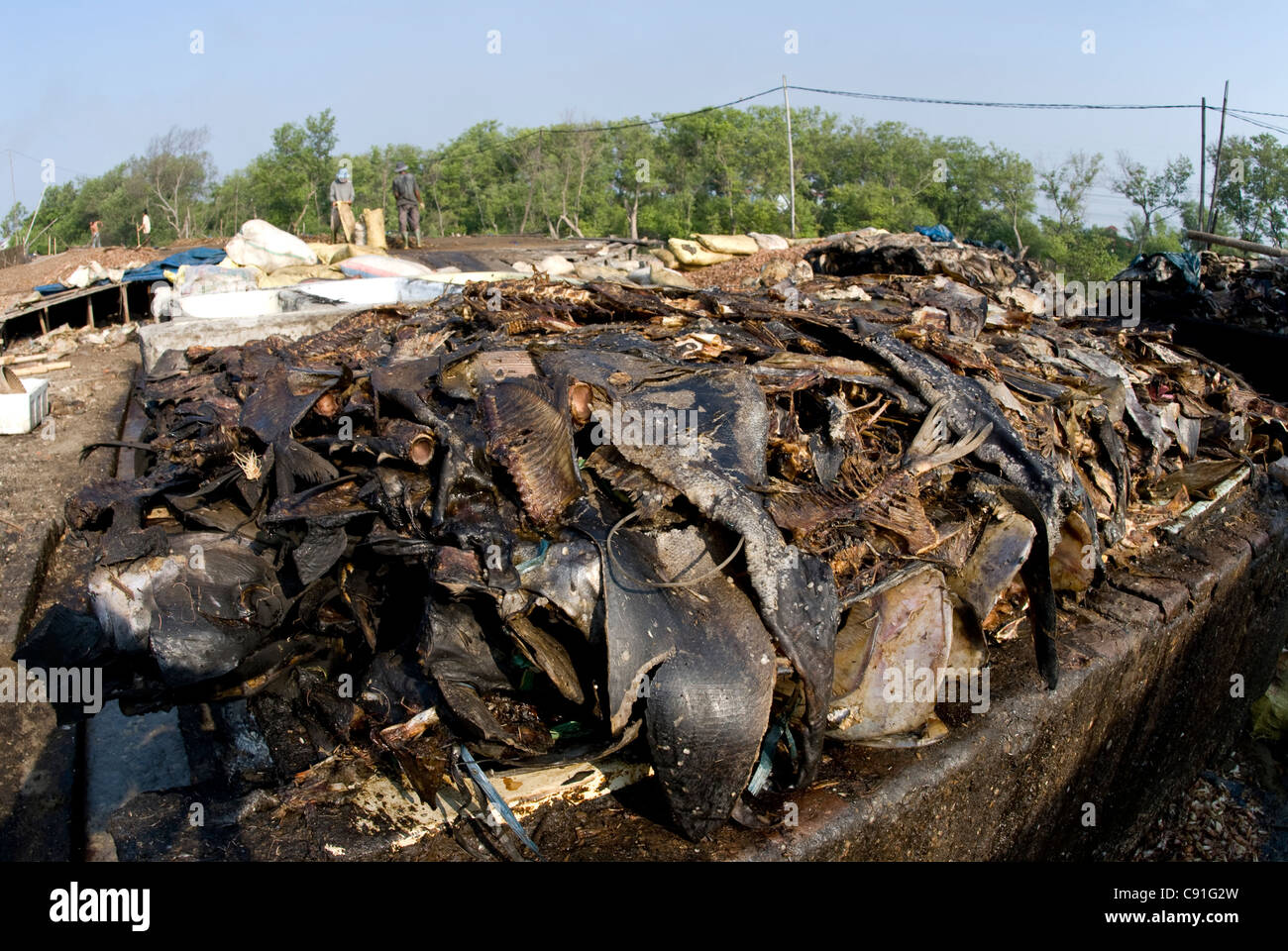 Fish bones byproduct for fish meal, Muara Karang, Jakarta, Indonesia ...