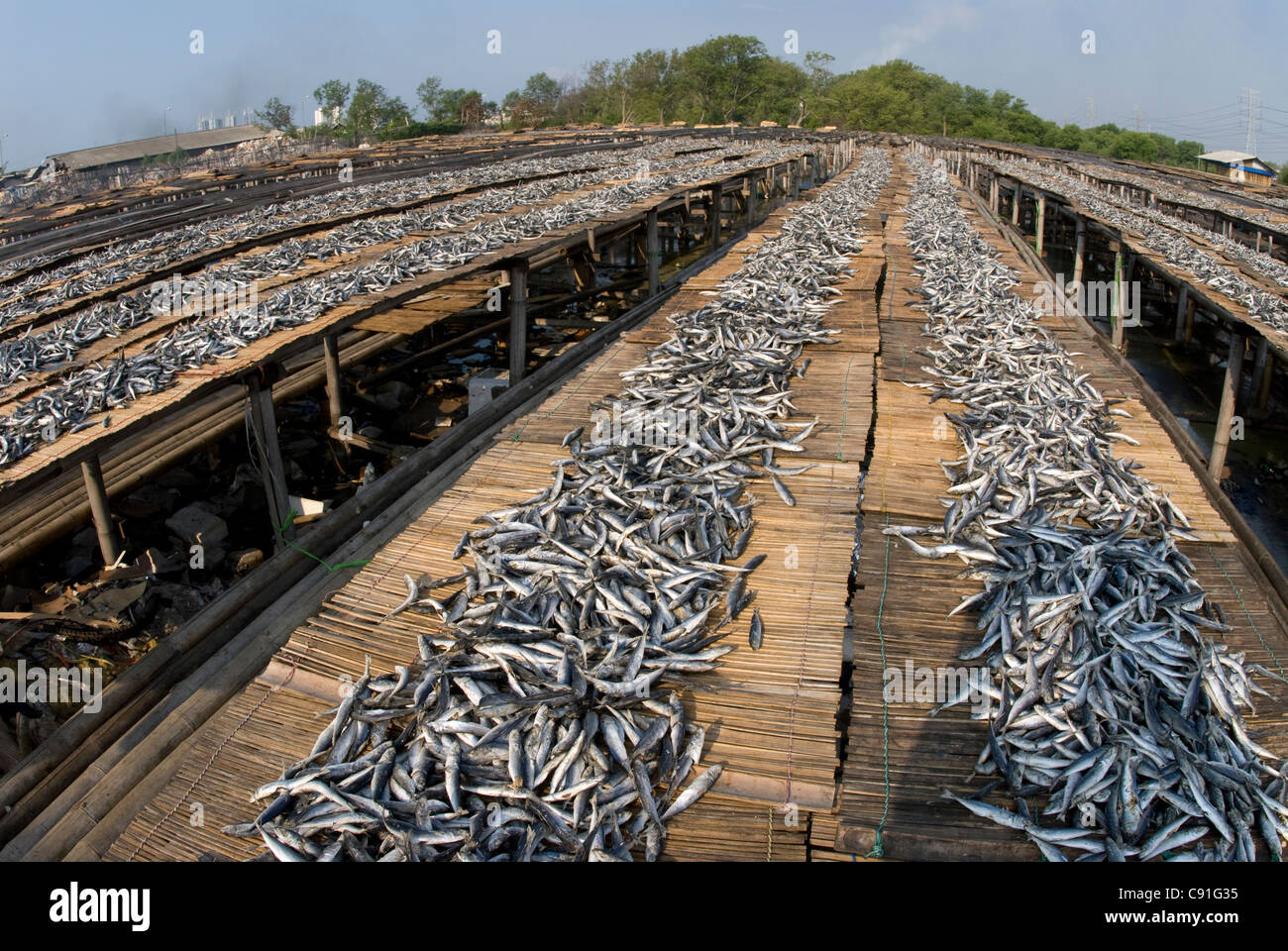 Fish drying on mats, Muara Karang, Jakarta, Indonesia Stock Photo - Alamy