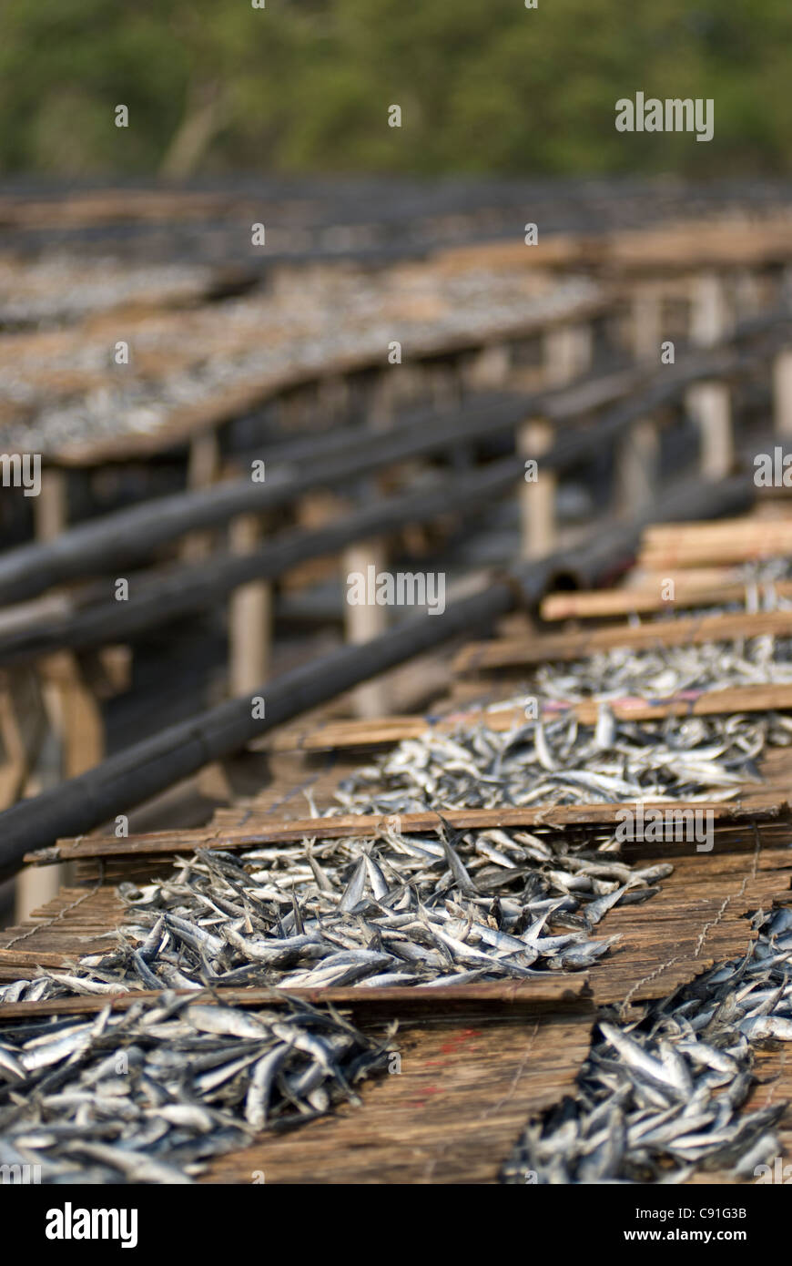 Fish drying on mats, Muara Karang, Jakarta, Indonesia Stock Photo - Alamy