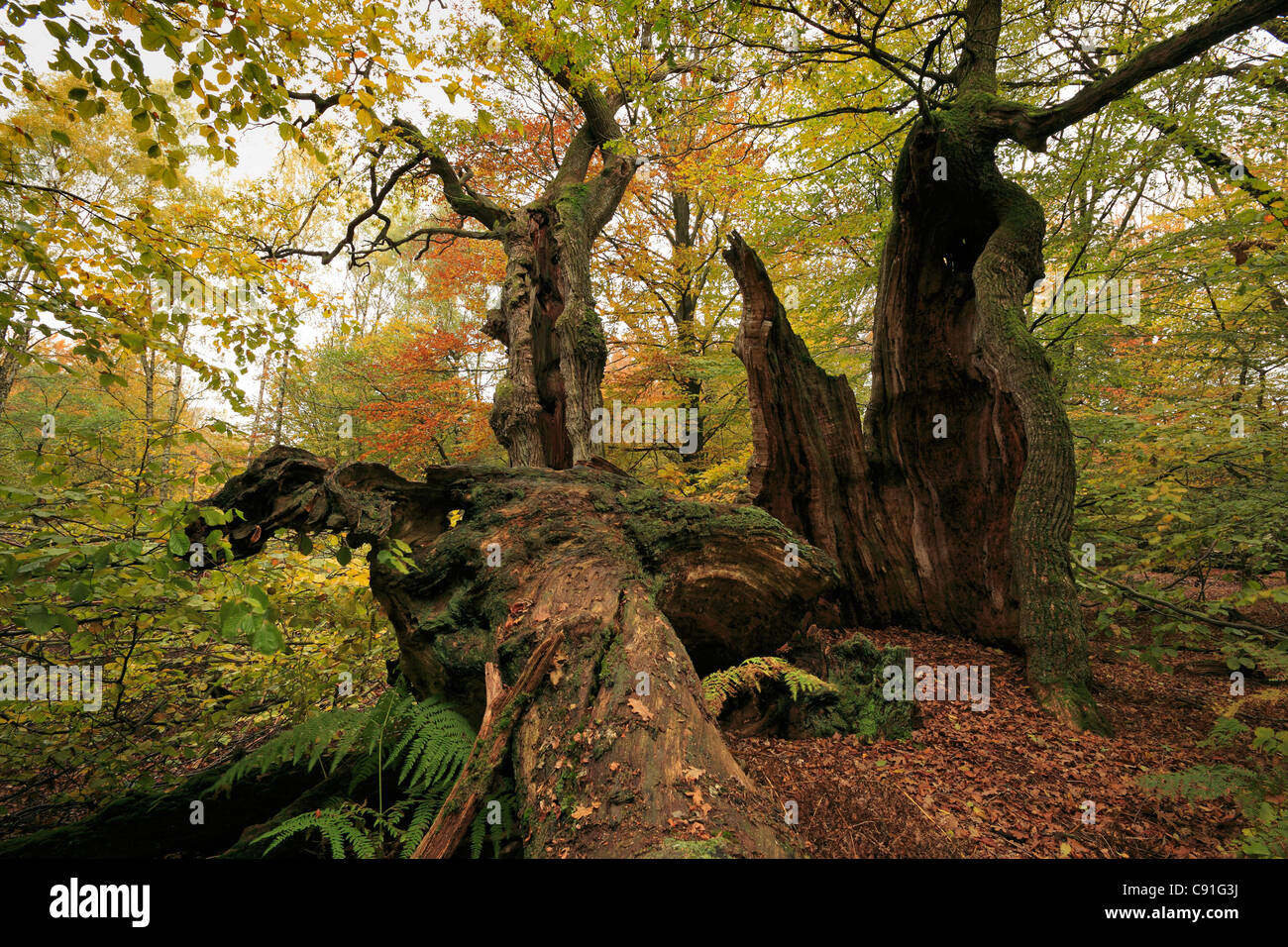Primeval Forest Of Sababurg High Resolution Stock Photography and Images - Alamy