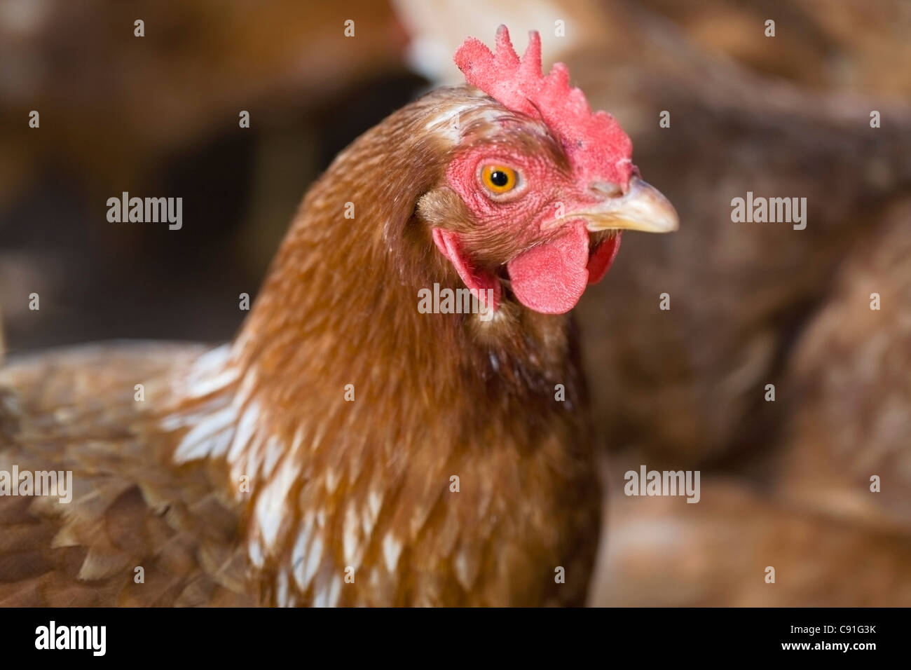 Animal face close up hi-res stock photography and images - Alamy