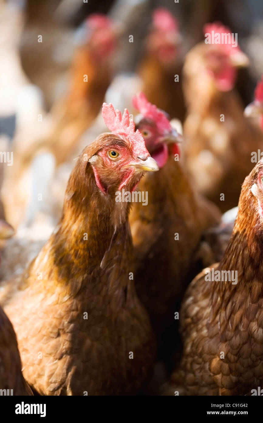 Close up of chicken's face Stock Photo - Alamy