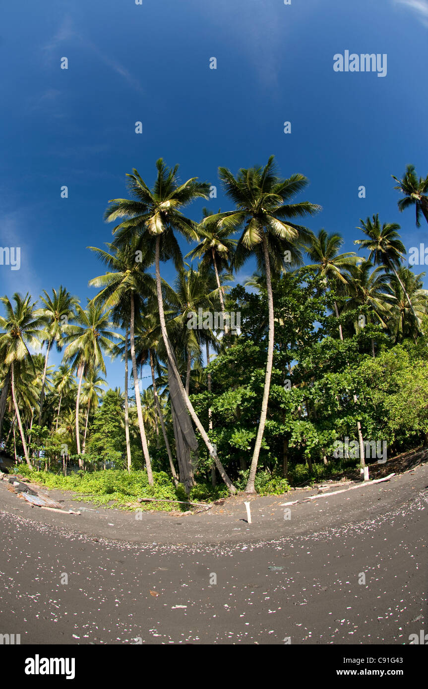 Black sand beach with coconut trees, mainland opposite Lembeh Island ...