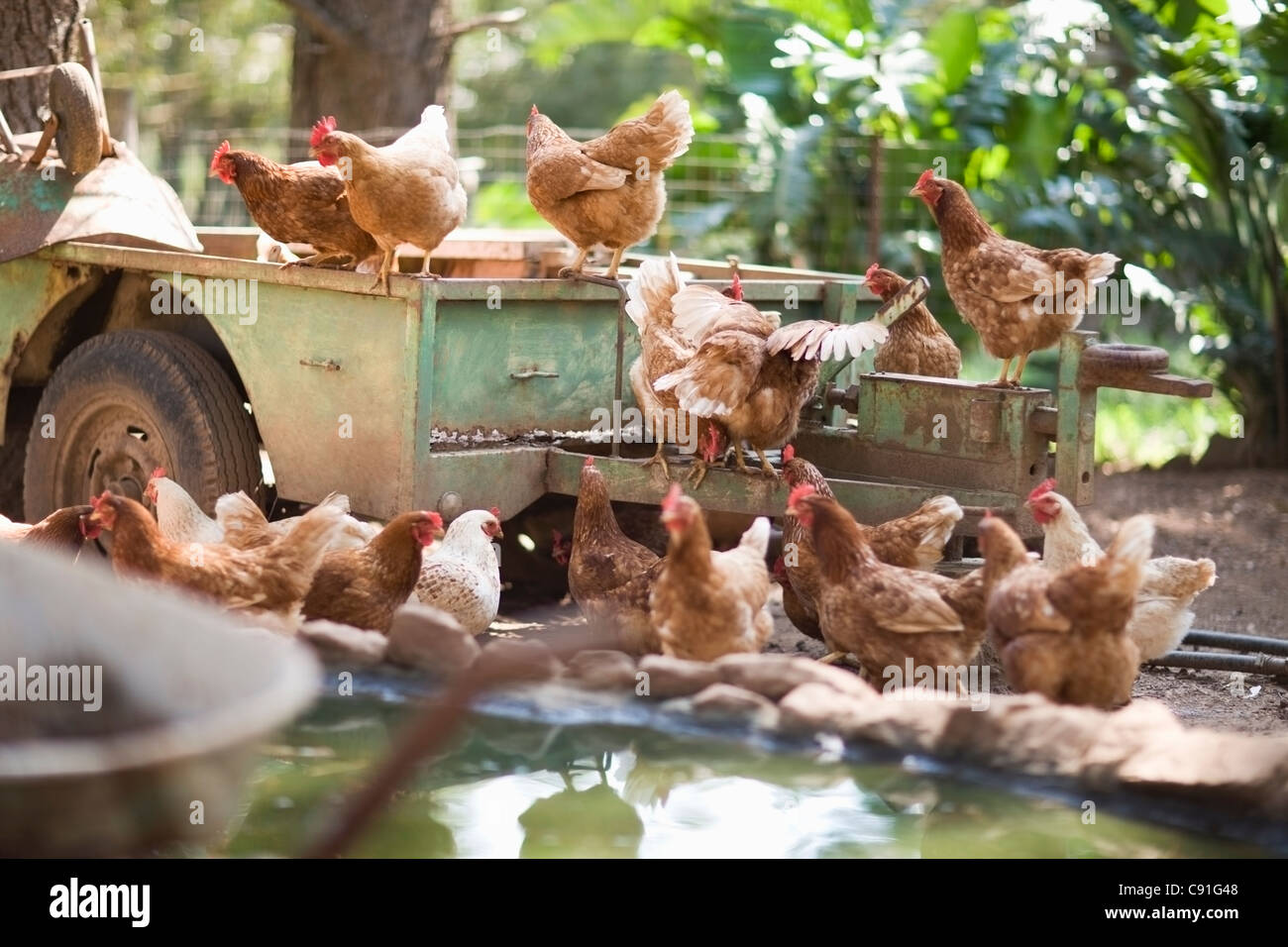 Transporting chickens hi-res stock photography and images - Alamy