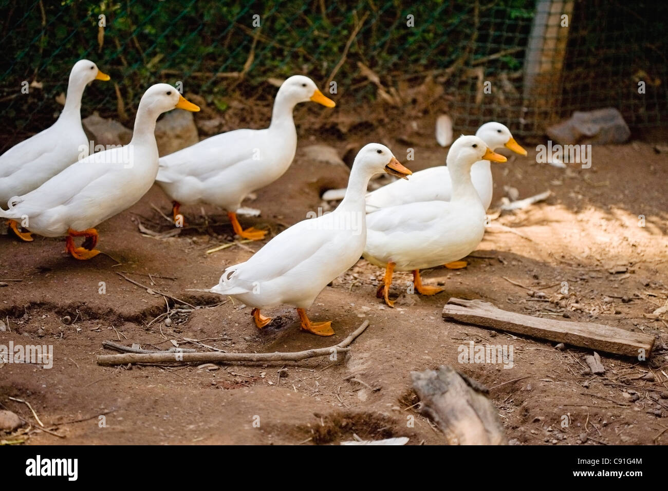 Ducks walking on dirt path Stock Photo - Alamy