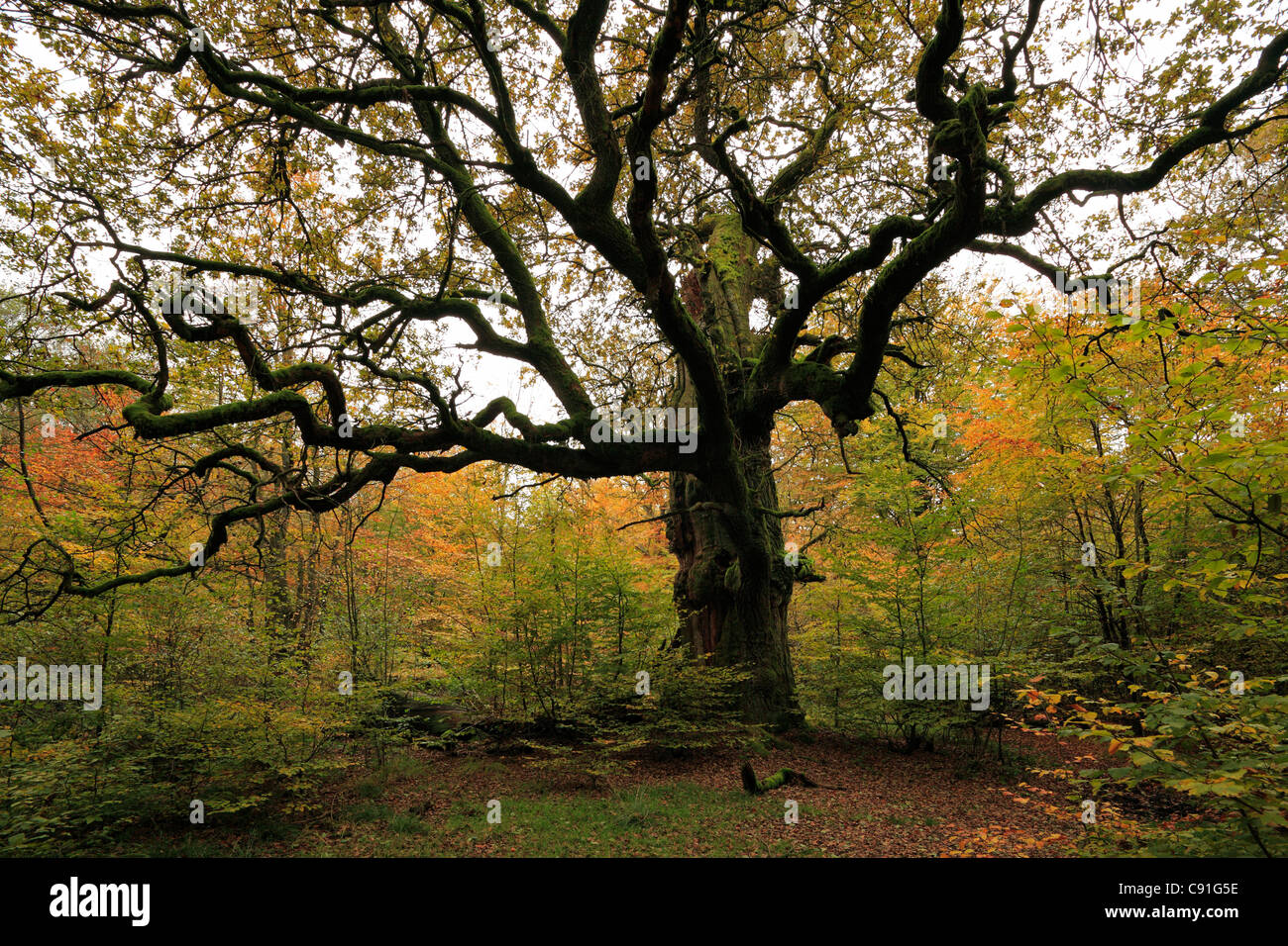 Urwald sababurg primeval forest reinhardswald hi-res stock photography and images - Alamy