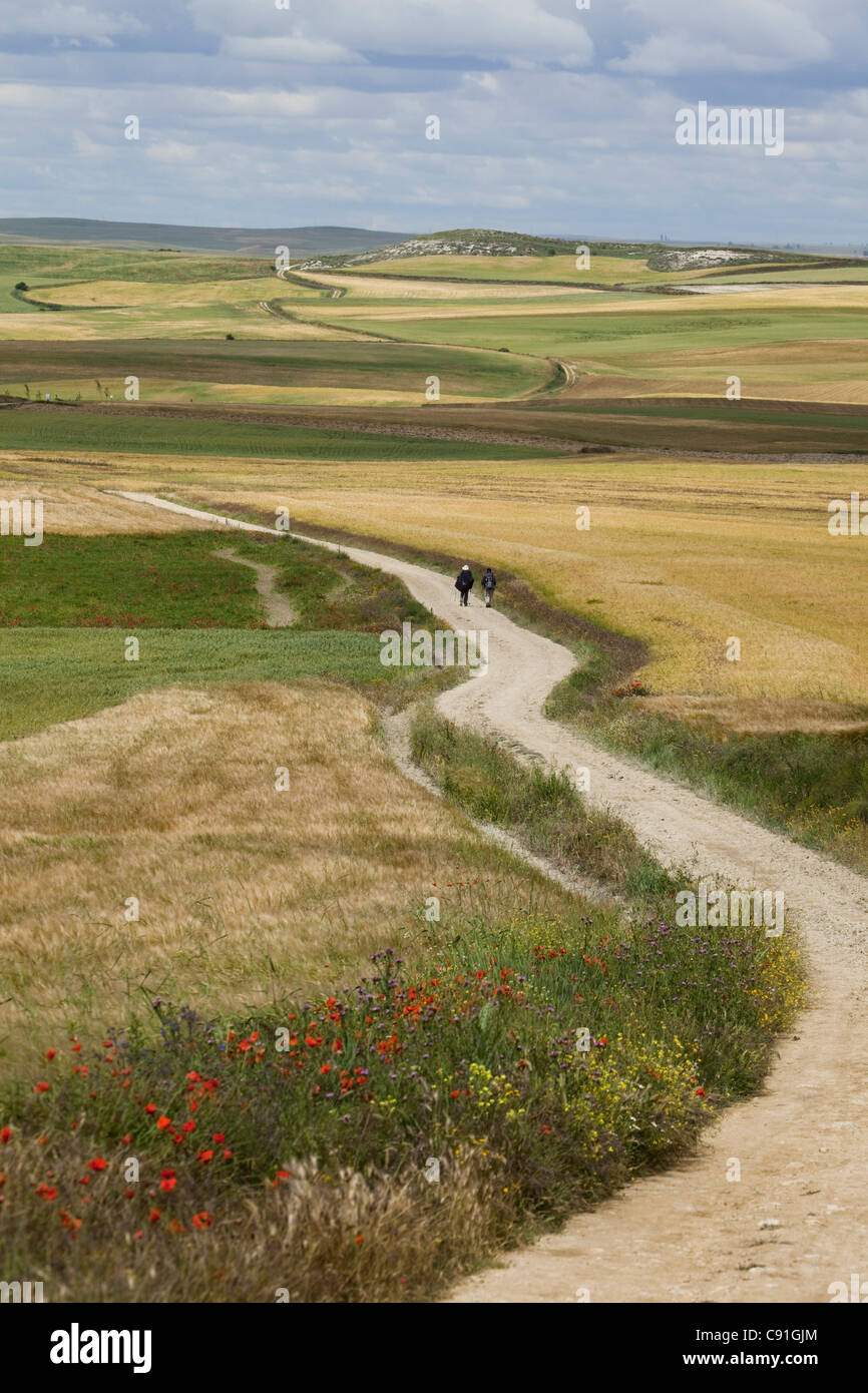 Pilgrims on a path amidst fields, Province of Burgos, Old Castile ...