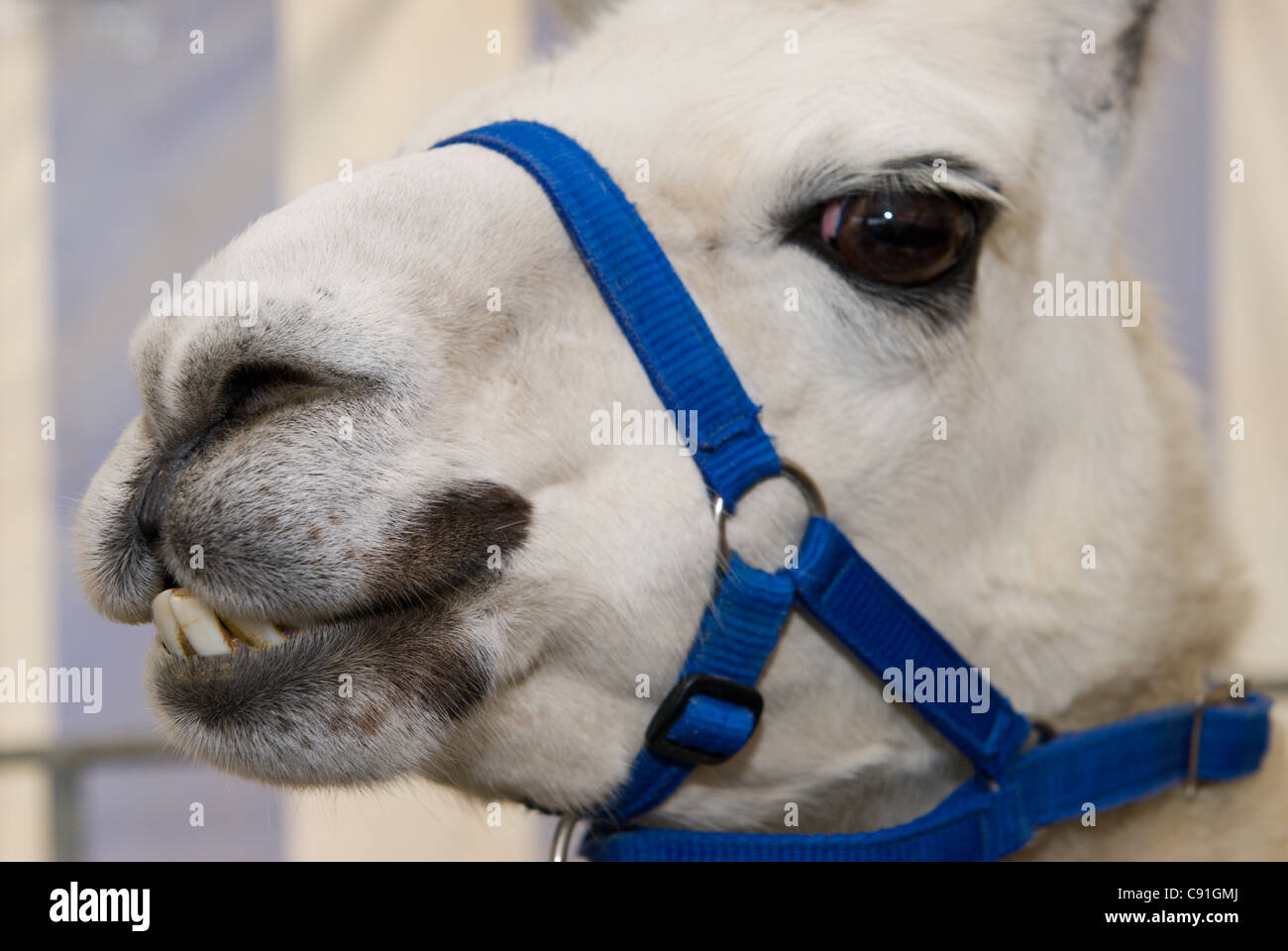 Llama teeth hi-res stock photography and images - Alamy