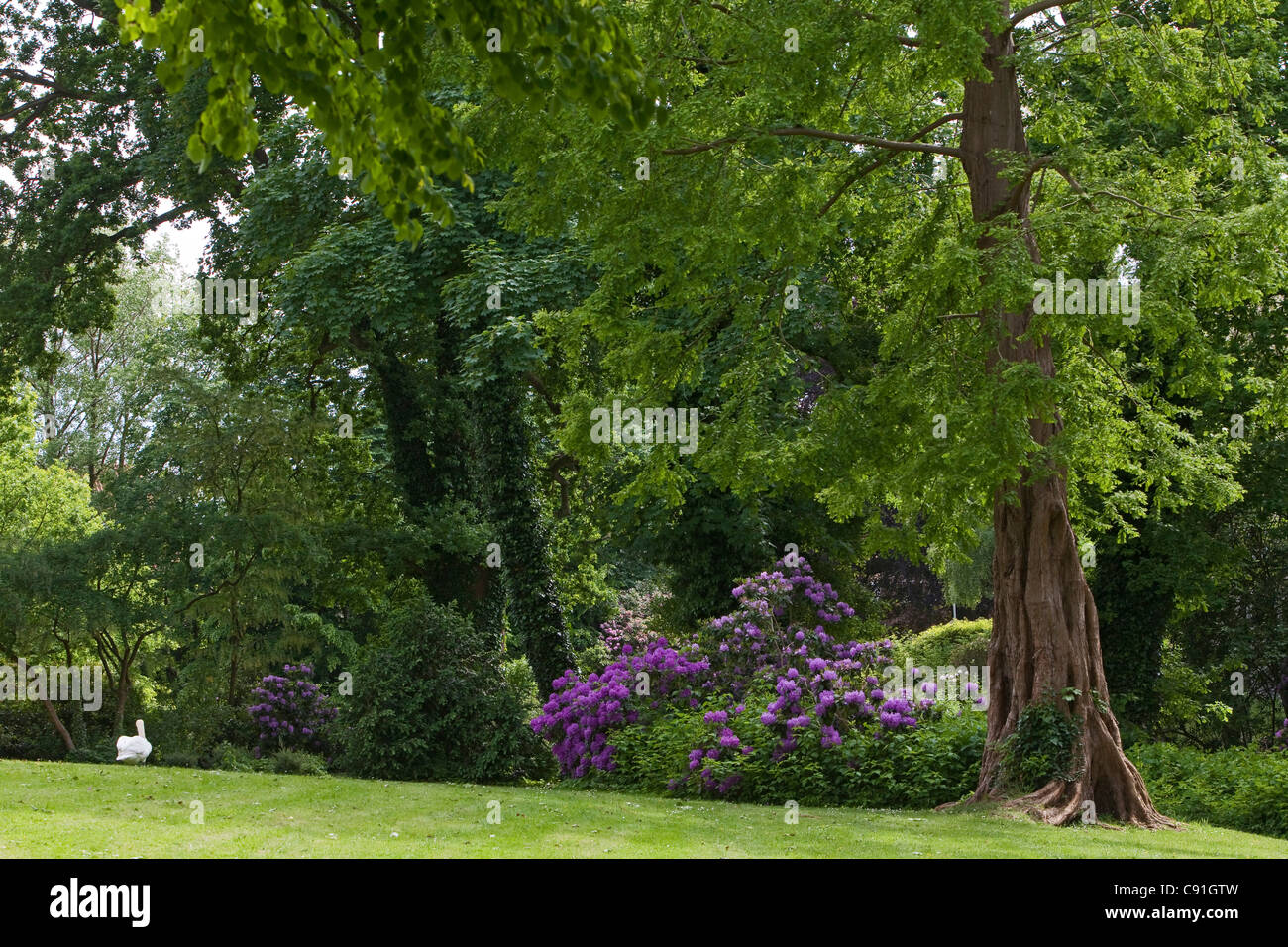 Flowering rhododendrons and old trees in Jever castle grounds, Jever ...
