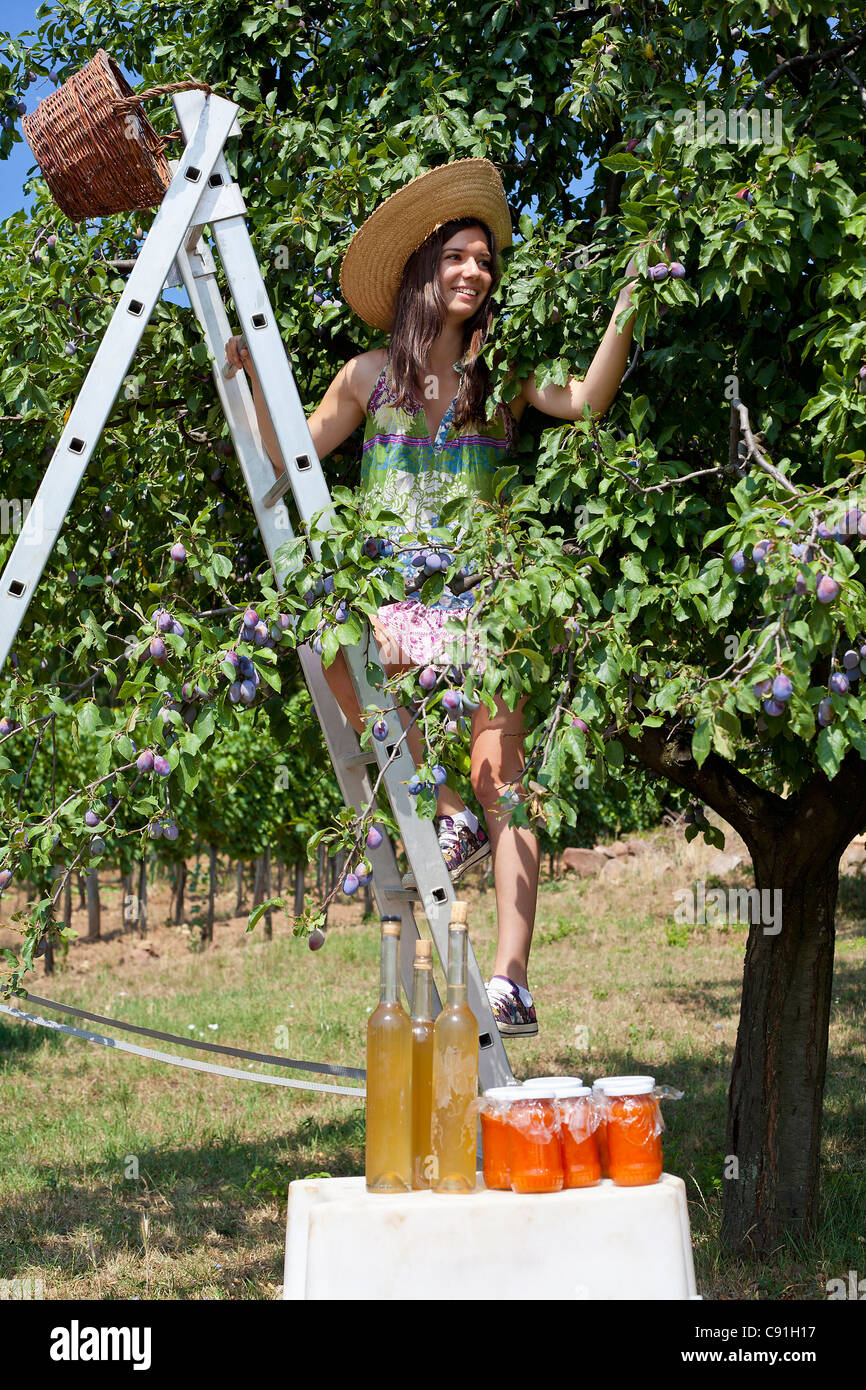 Woman picking fruit from tree in orchard Stock Photo - Alamy