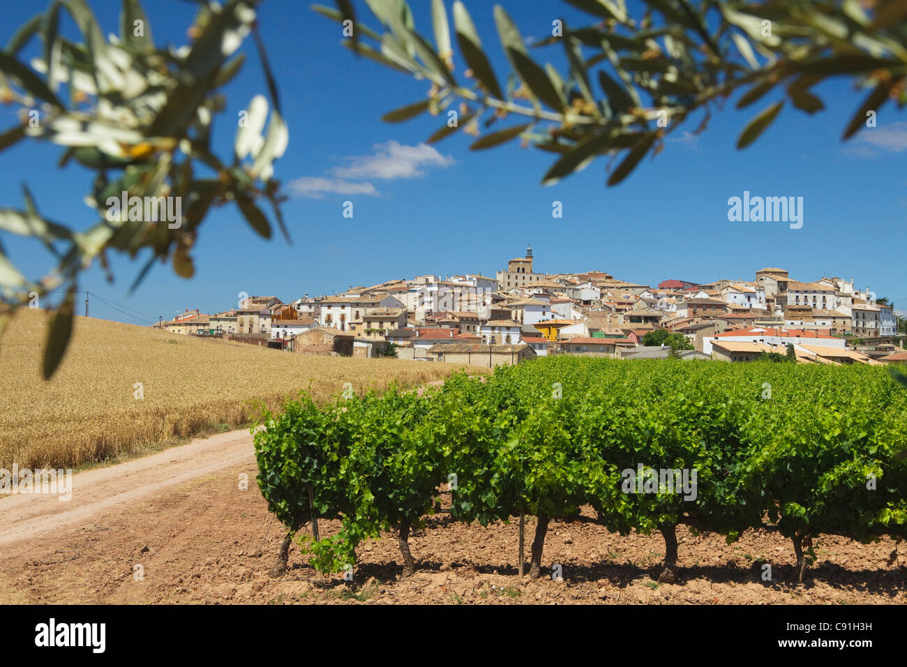 Olive branch hi-res stock photography and images - Alamy