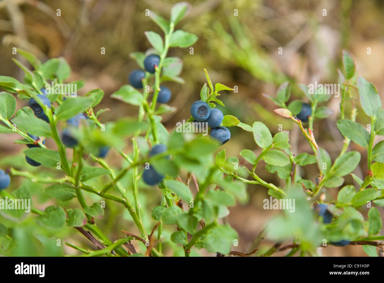 Bilberry finland hi-res stock photography and images - Alamy