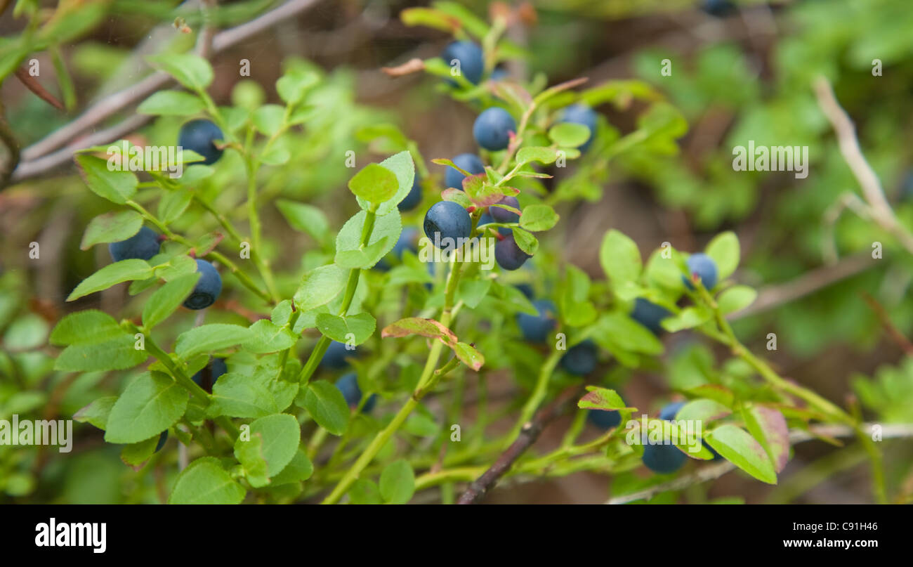 Bilberry wimberry hi-res stock photography and images - Alamy