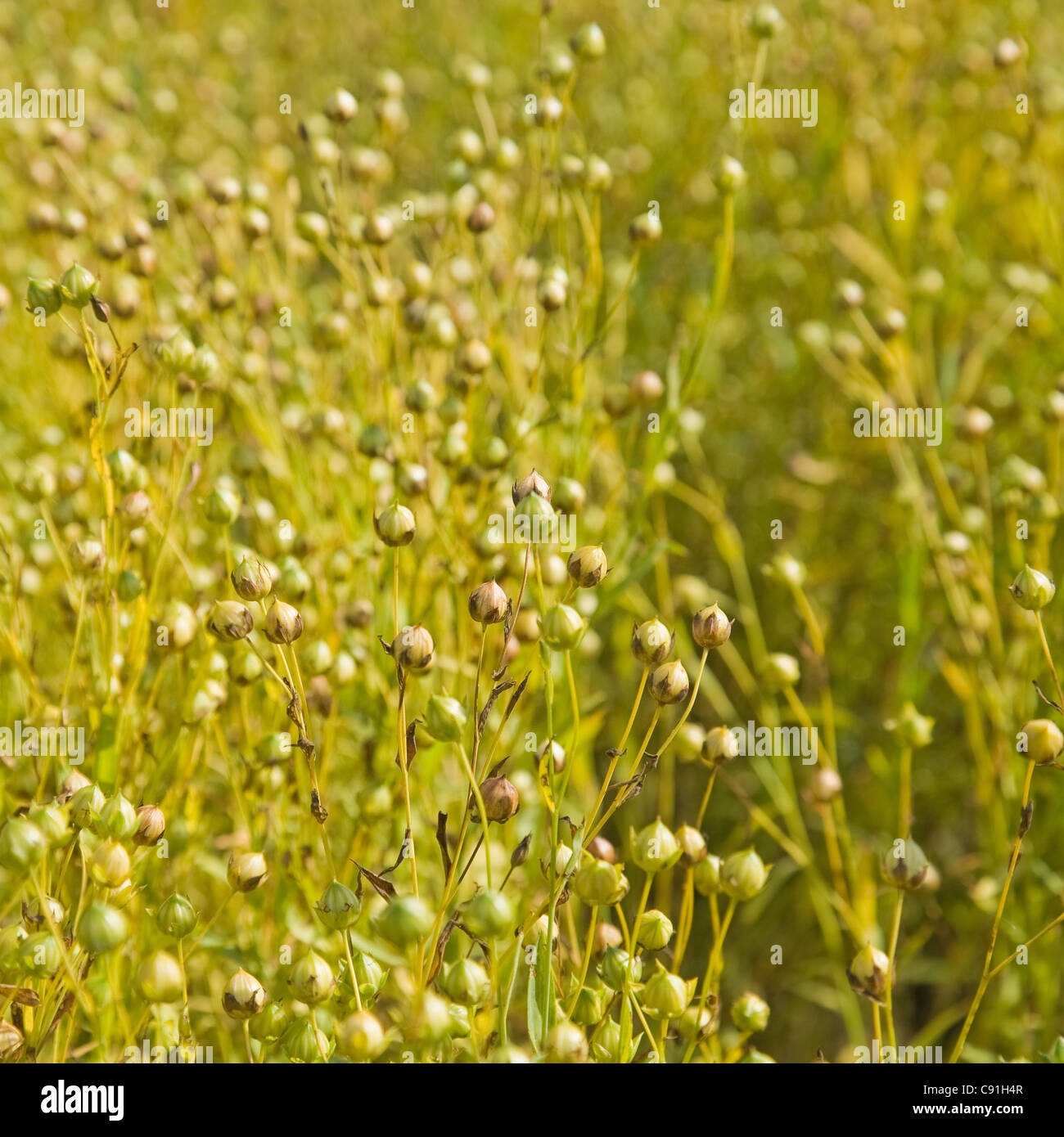 Linen plant growing hi-res stock photography and images - Alamy