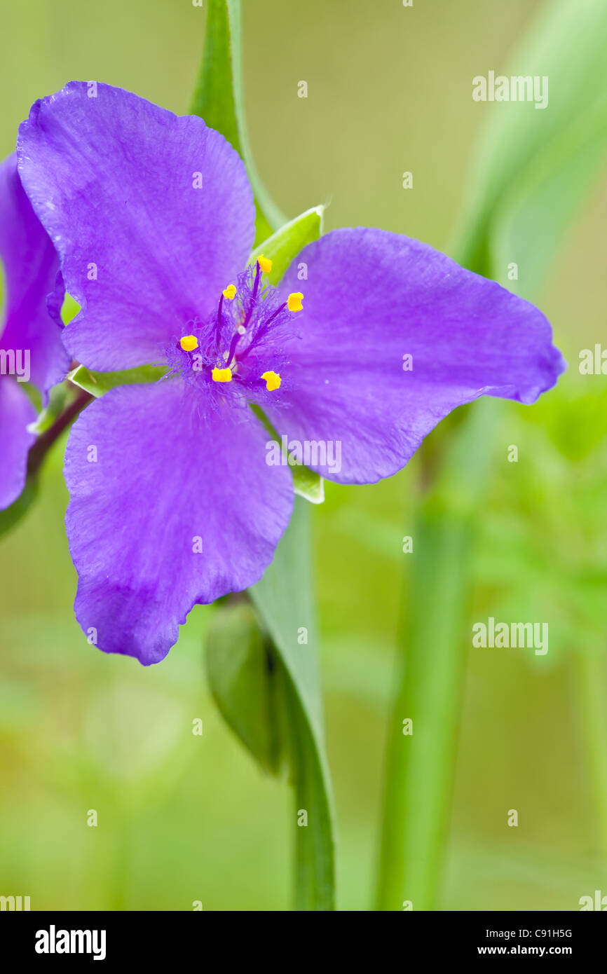 Spiderwort hi-res stock photography and images - Alamy