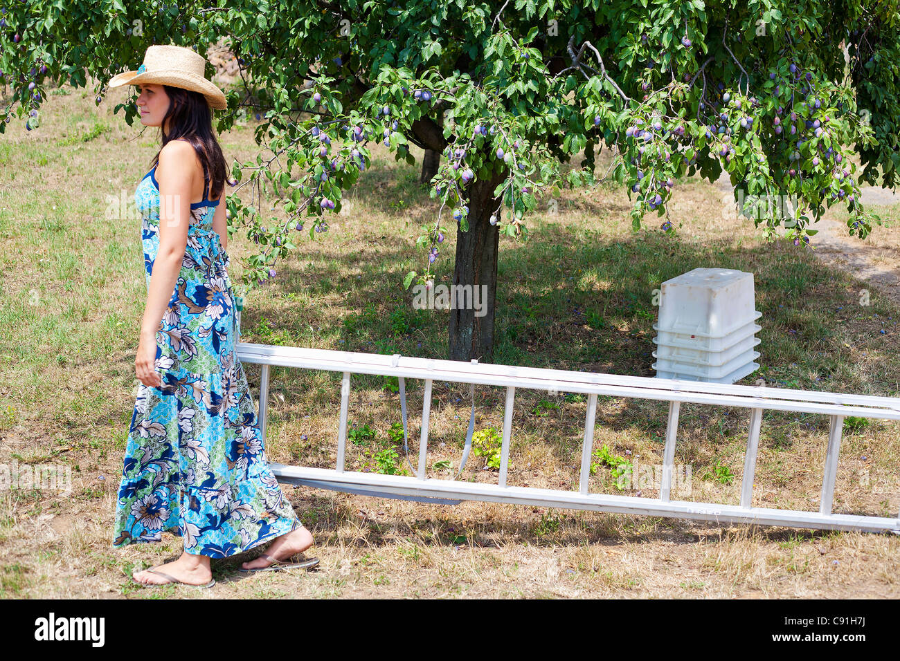 Woman carrying ladder in orchard Stock Photo - Alamy