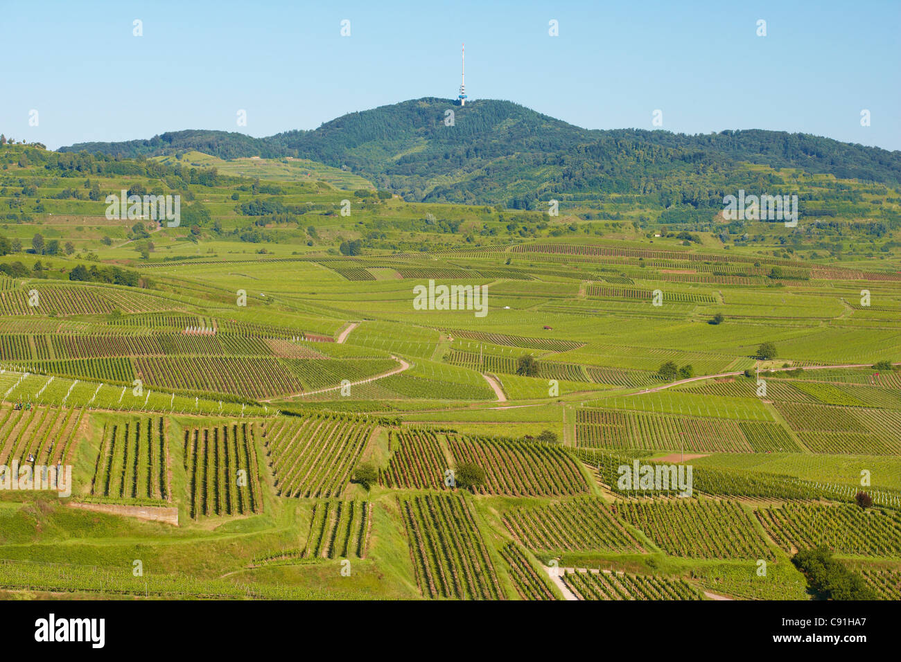 View over Vineyards at Oberbergen and Mountain Totenkopf, Kaiserstuhl ...