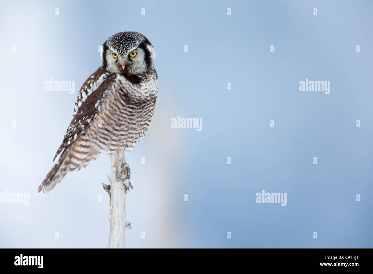 Northern Hawk Owl perched on snag on Copper River Delta, near Cordova ...