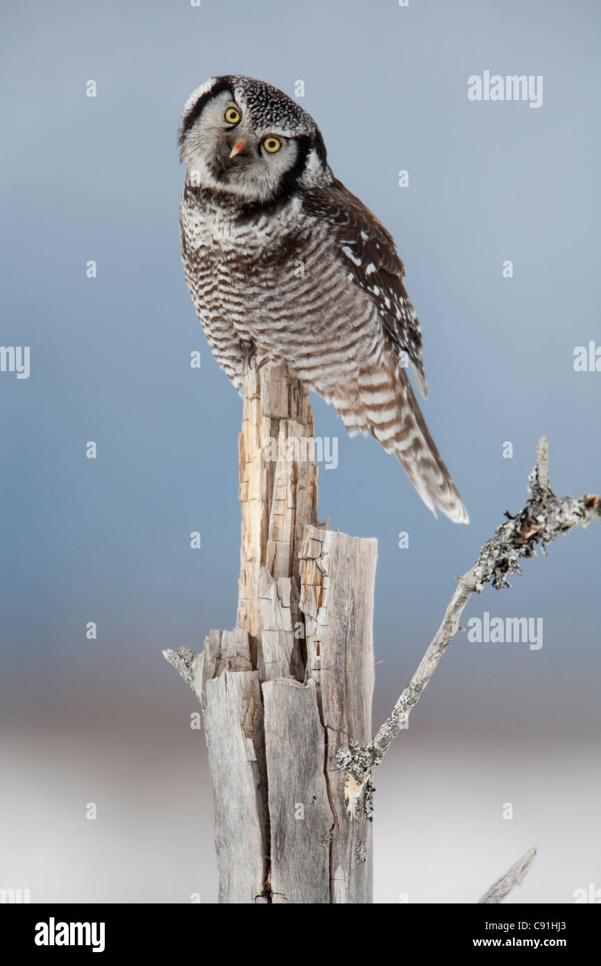 Northern Hawk Owl, with head tilted, perched on snag on Copper River ...