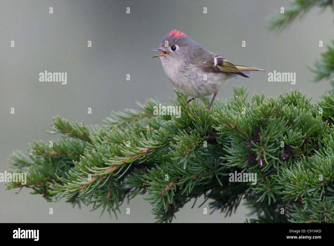 Ruby-crowned Kinglet perched on a tree branch and singing with crest ...