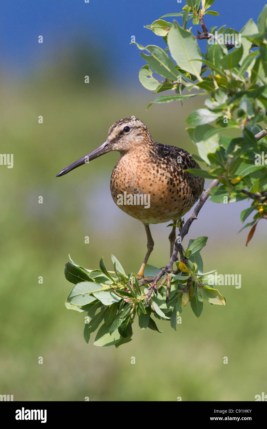 Dowitcher nest hi-res stock photography and images - Alamy