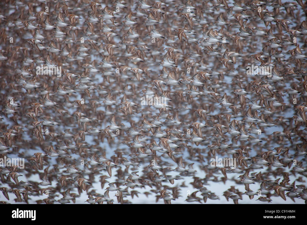 Western sandpipers in flight hi-res stock photography and images - Alamy