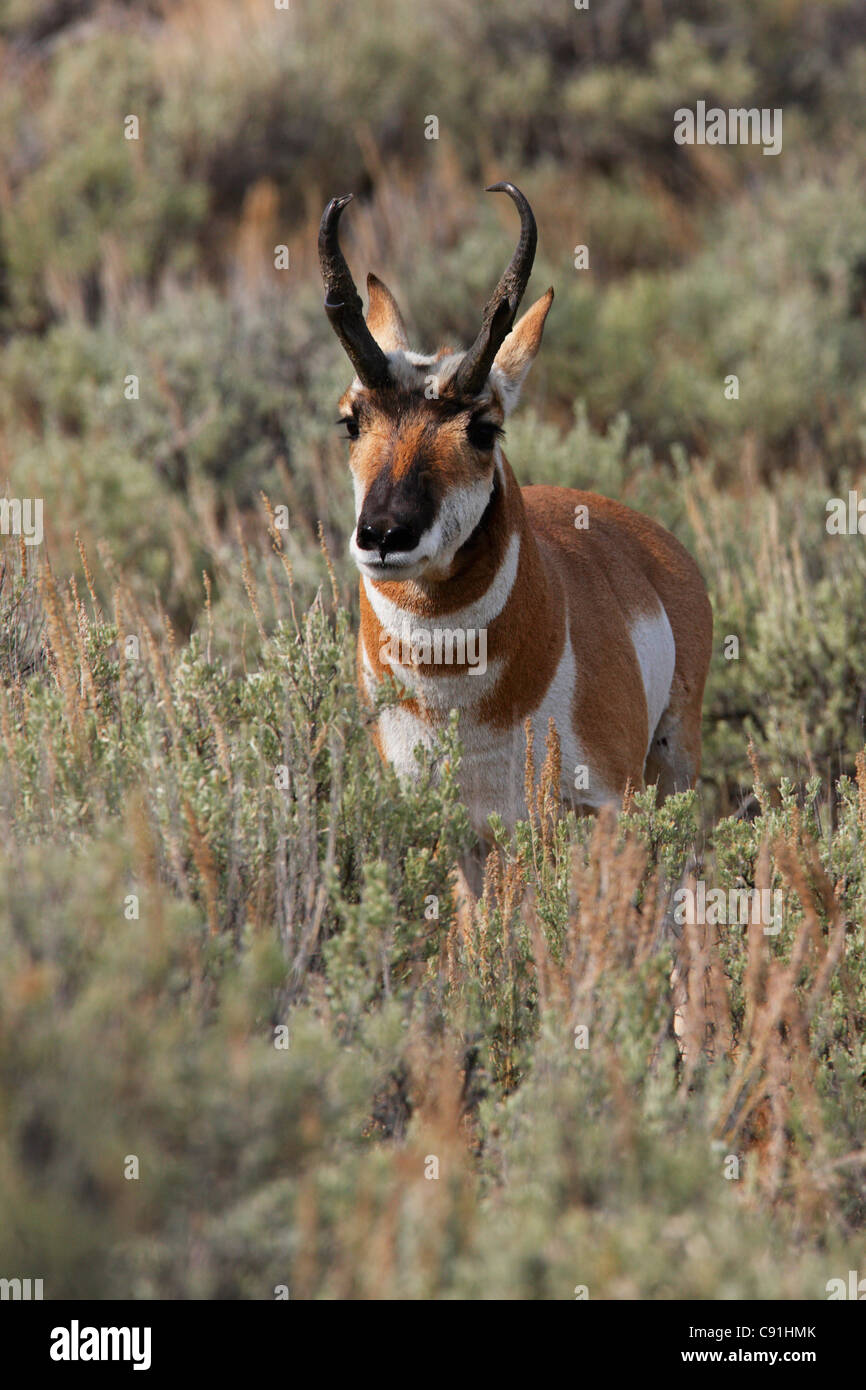 Pronghorn antelope, Yellowstone National Park Stock Photo - Alamy