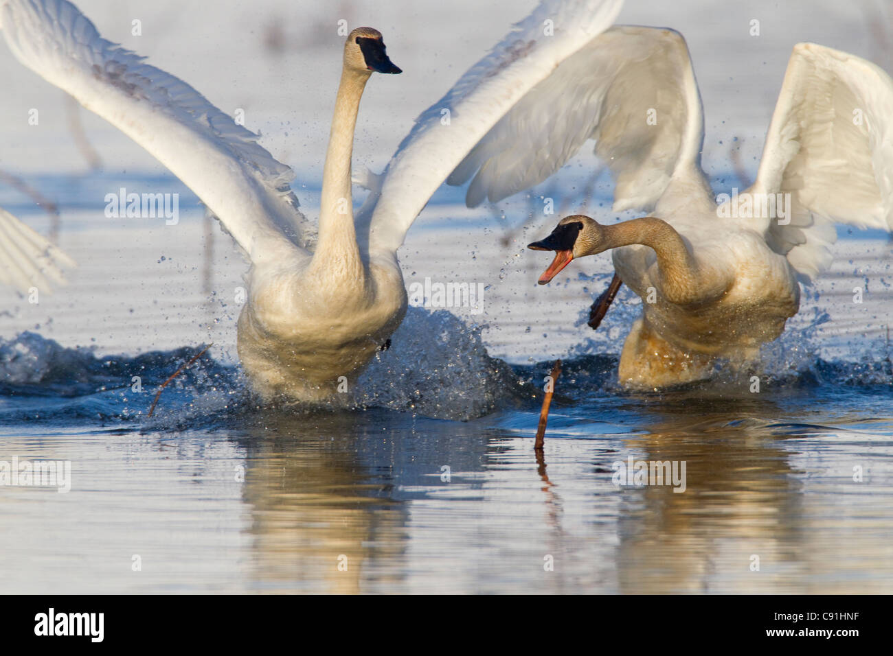 Bird hi-res stock photography and images - Alamy