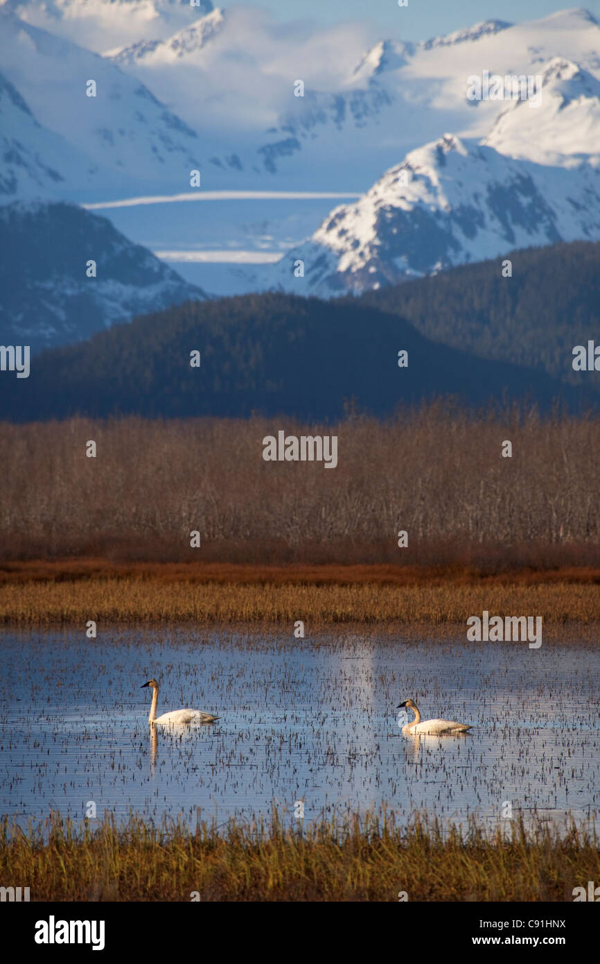 Trumpeter swan pair on pond in front of Scott Glacier and and Chugach ...