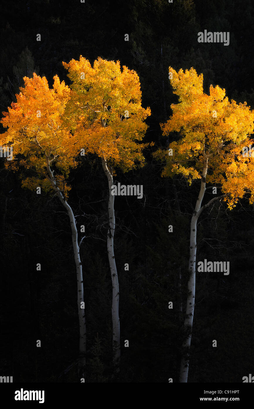 Fall colored Aspen trees, Yellowstone National Park Stock Photo - Alamy