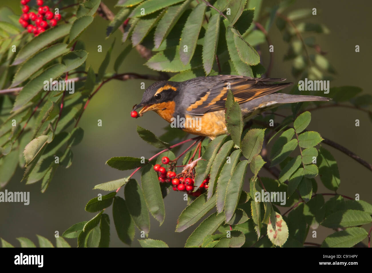 Varied thrush hi-res stock photography and images - Alamy