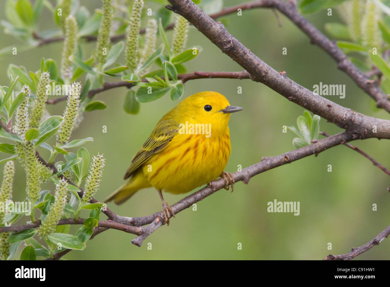 A male Yellow Warbler perched in a willow, Copper River Delta, near ...