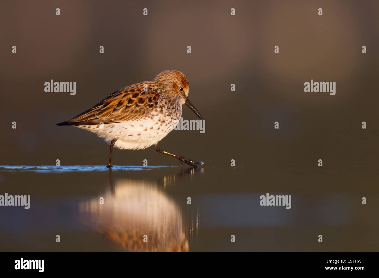 Western Sandpiper running through shallow water on mudflats with ...