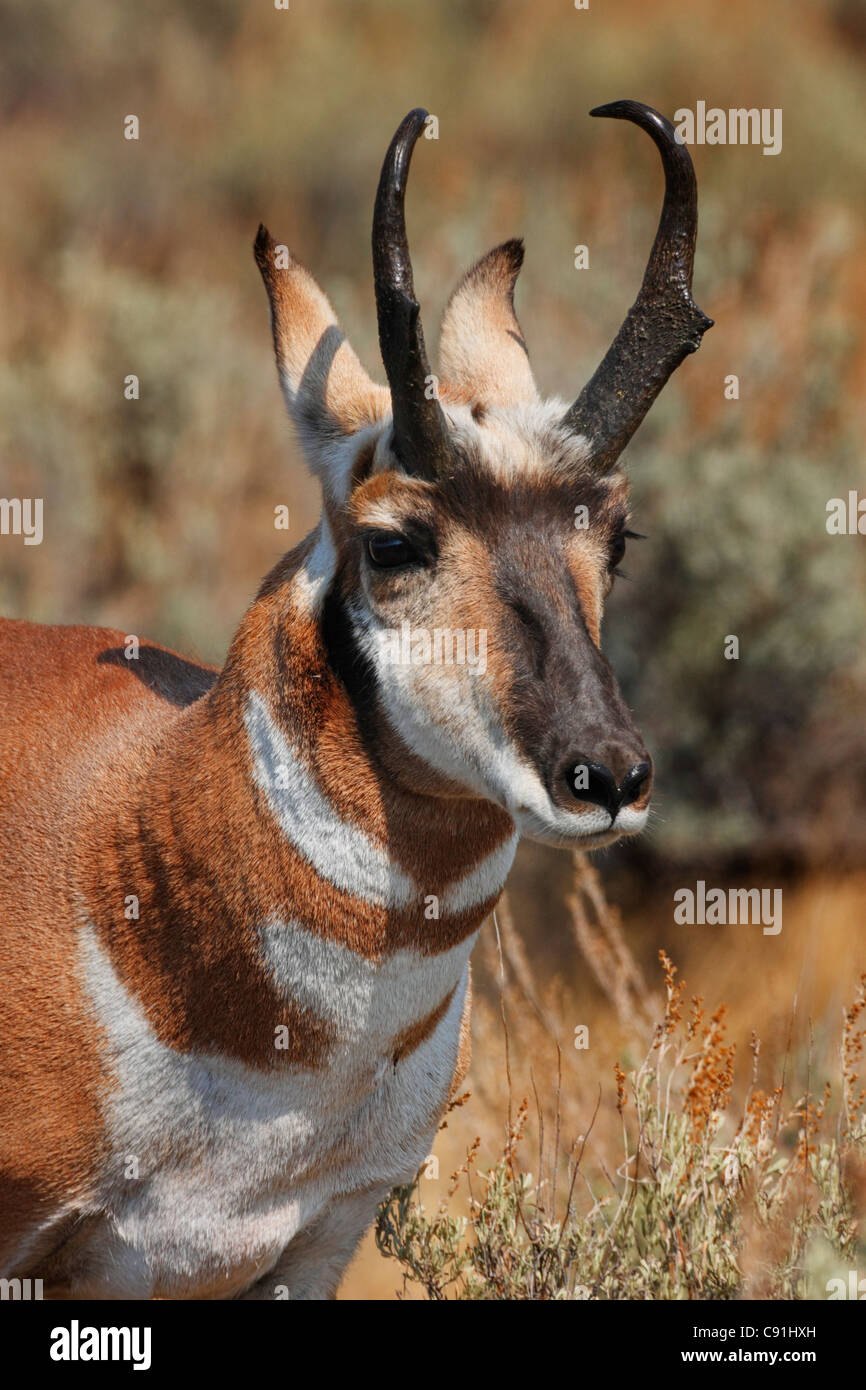 Berrendo antílope hi-res stock photography and images - Alamy