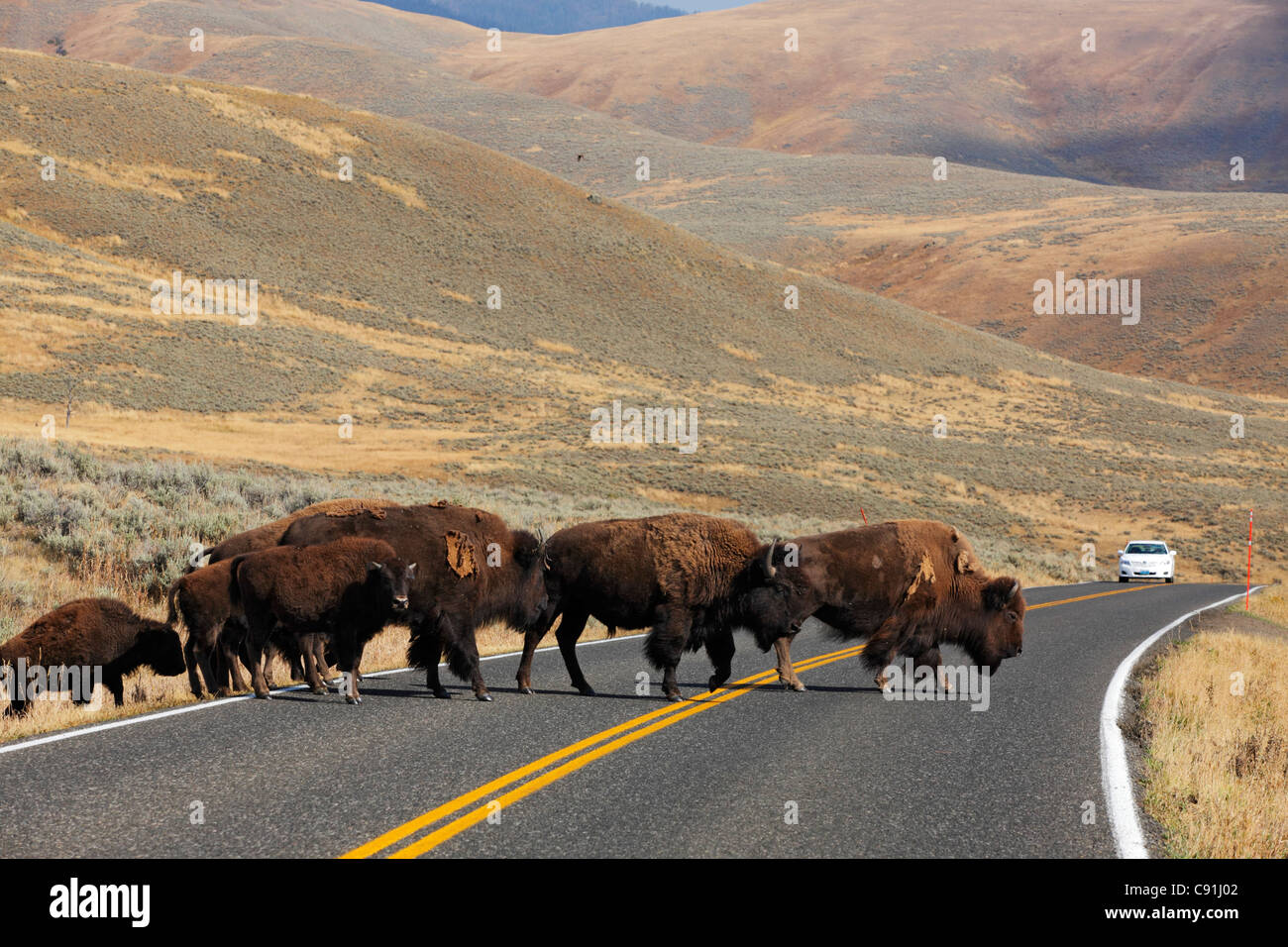 Parque nacional bison yellowstone hi-res stock photography and images ...