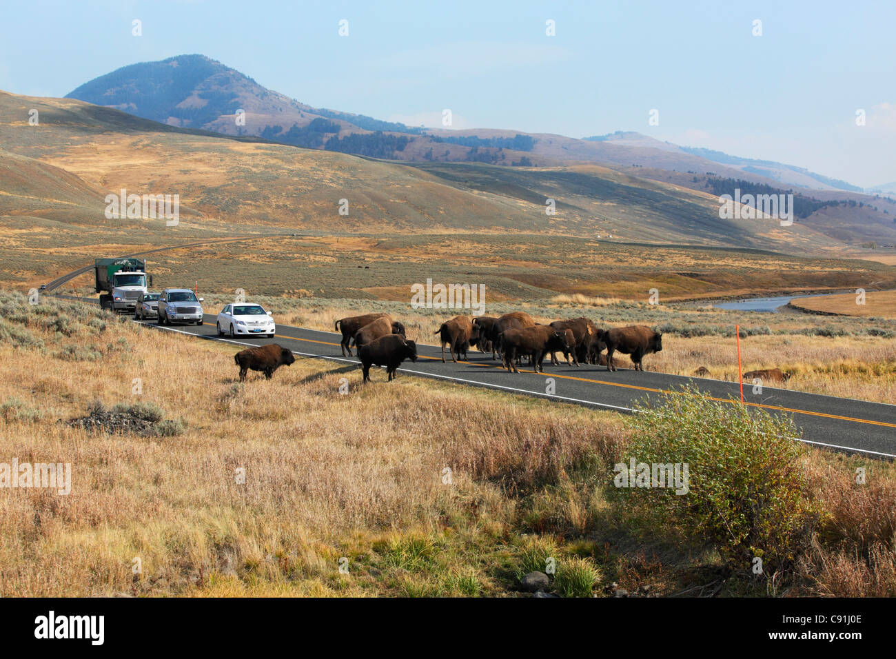 Parque nacional bison yellowstone hi-res stock photography and images ...