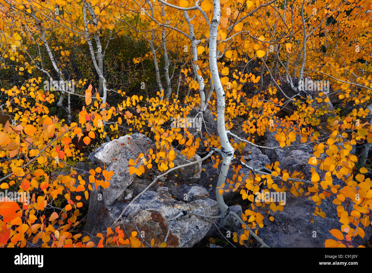 Fall colored Aspen trees, Yellowstone National Park Stock Photo - Alamy