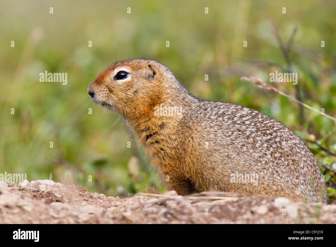 Alaska squirrel hi-res stock photography and images - Alamy