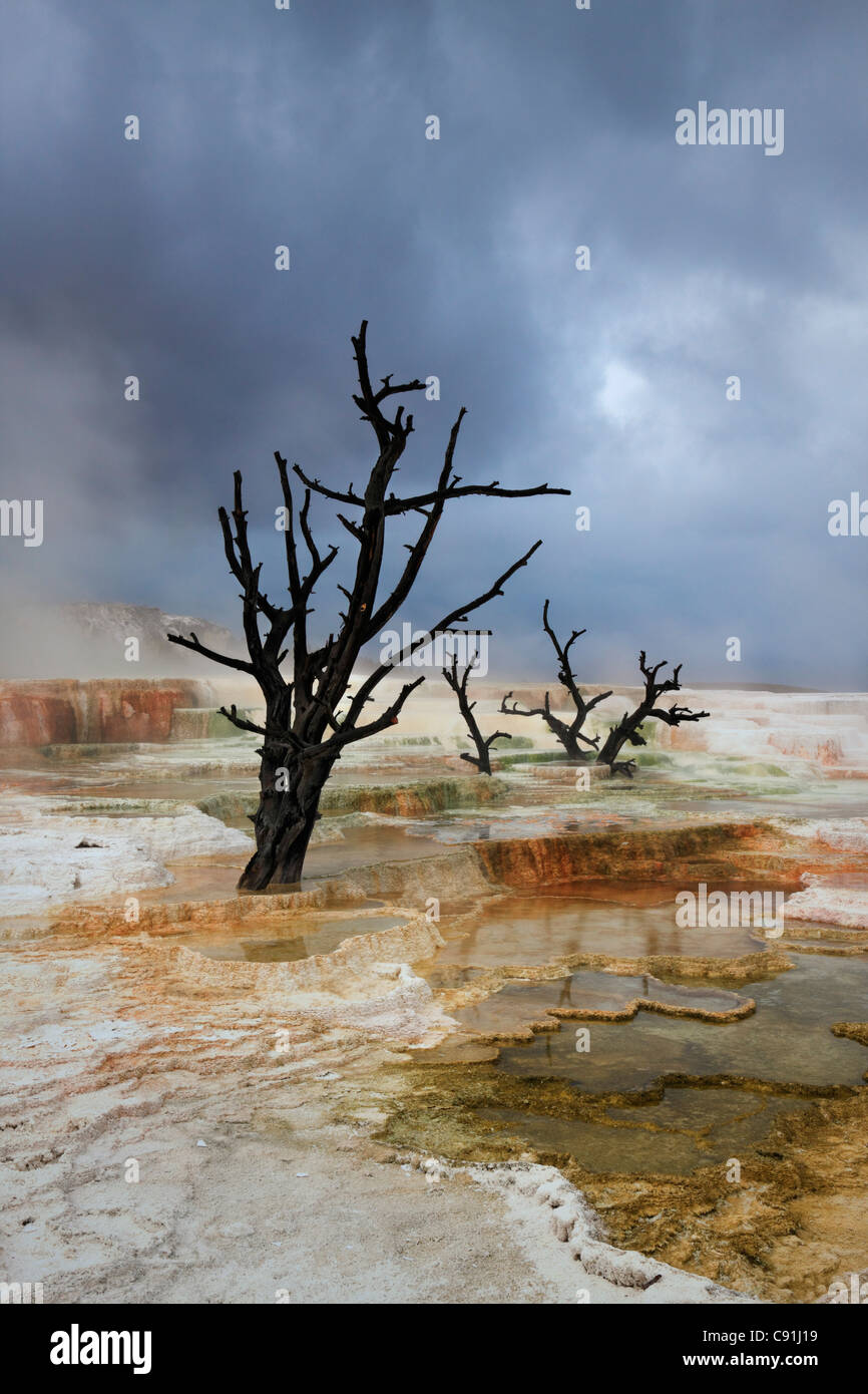 Main Terrace, Mammoth Hot Springs, Yellowstone National Park Stock ...
