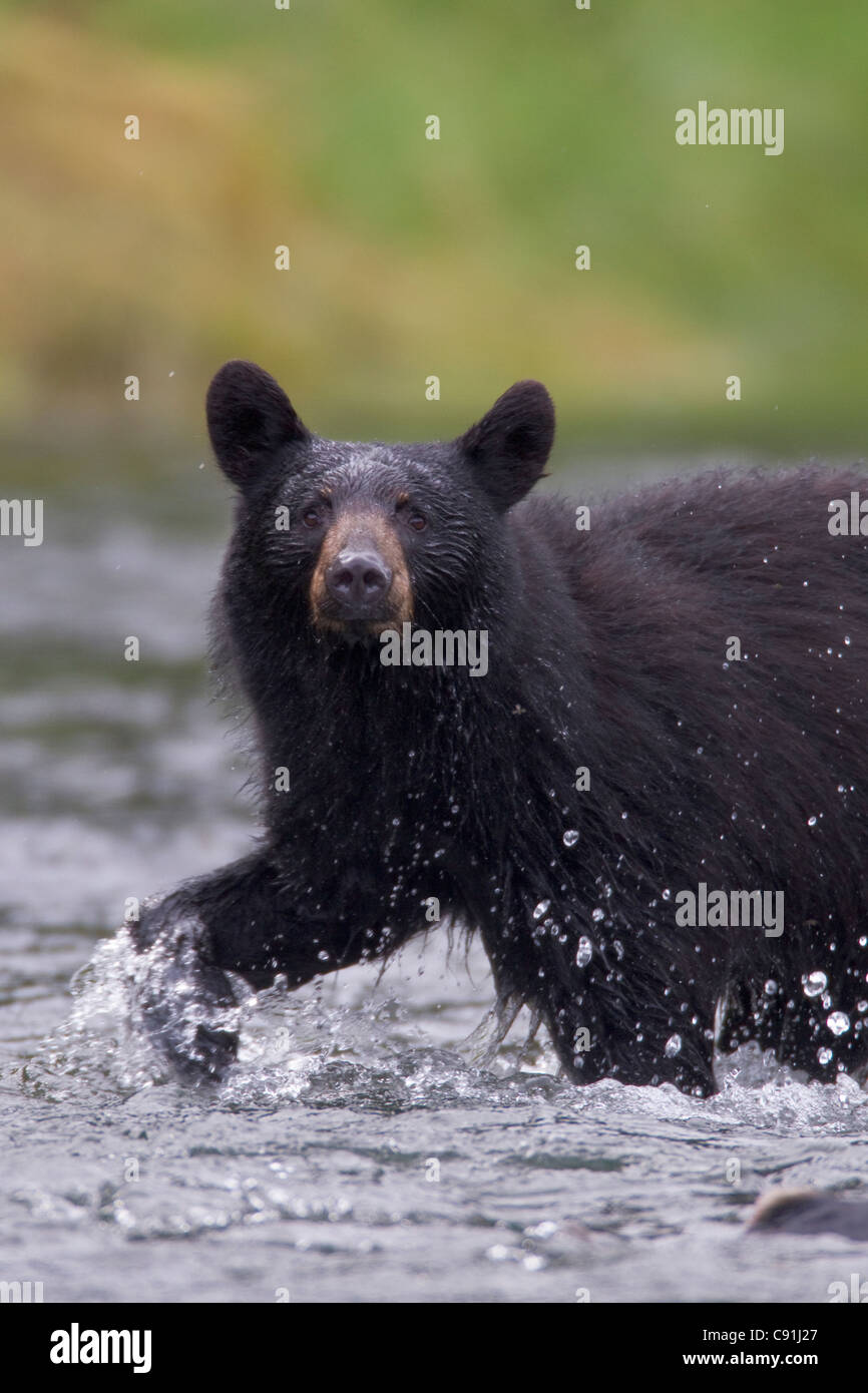 Black bear fishing hi-res stock photography and images - Alamy