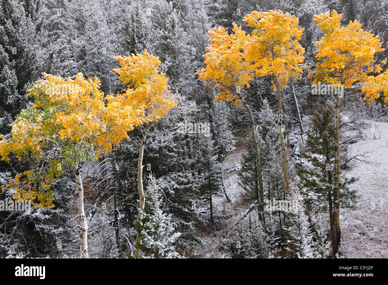 Fall colored Aspens and recent snow, Yellowstone National Park Stock ...