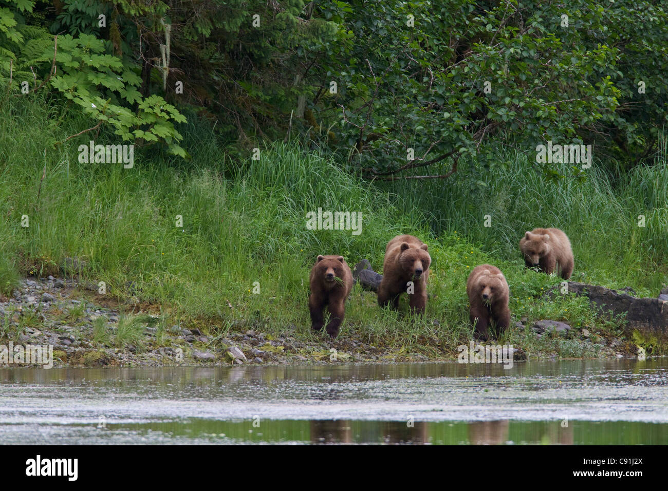 Yearling grizzly bear cub hi-res stock photography and images - Alamy