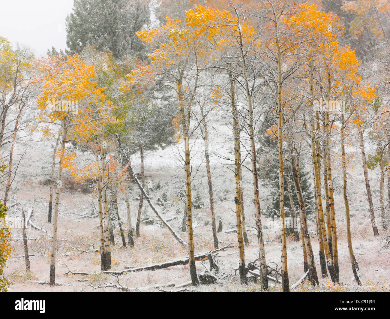 Fall colored Aspens and recent snow, Yellowstone National Park Stock ...