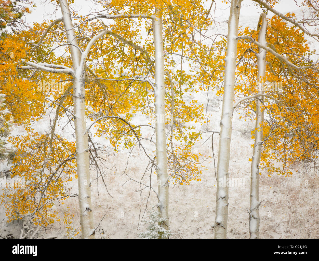 Fall colored Aspens and recent snow, Yellowstone National Park Stock ...
