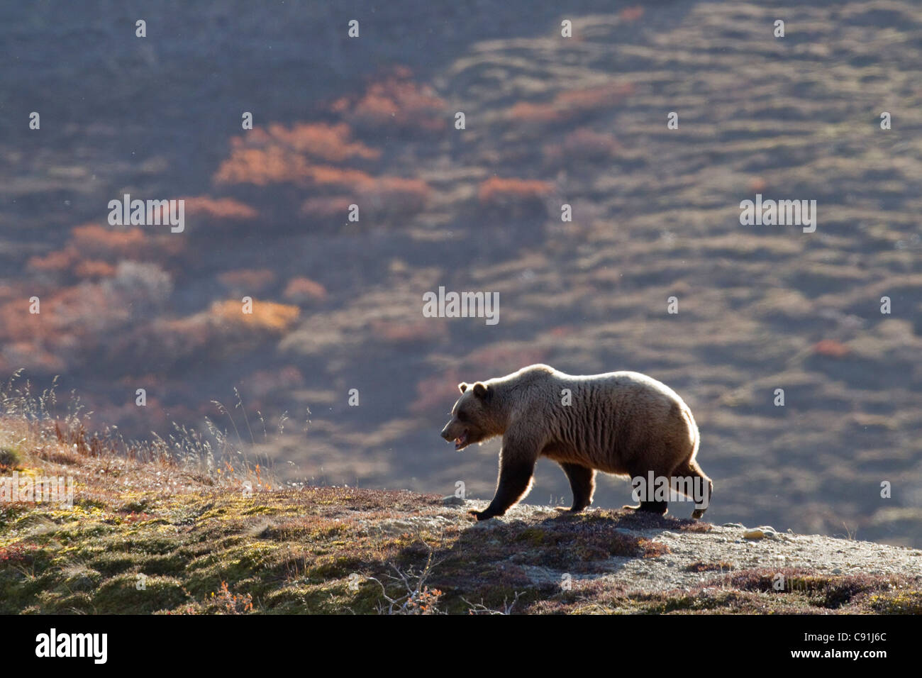 Grizzly bear walking on ridge with mountainside in Fall colors in ...