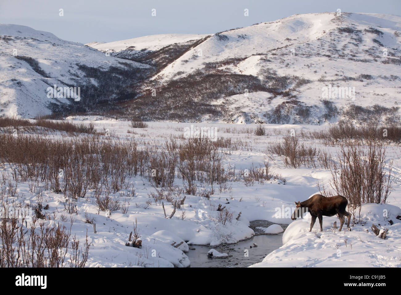 Moose cow on winter range near Summit Lake in the Alaska Range near the ...
