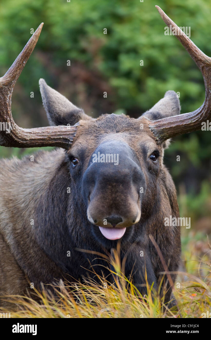 Moose eye hi-res stock photography and images - Alamy