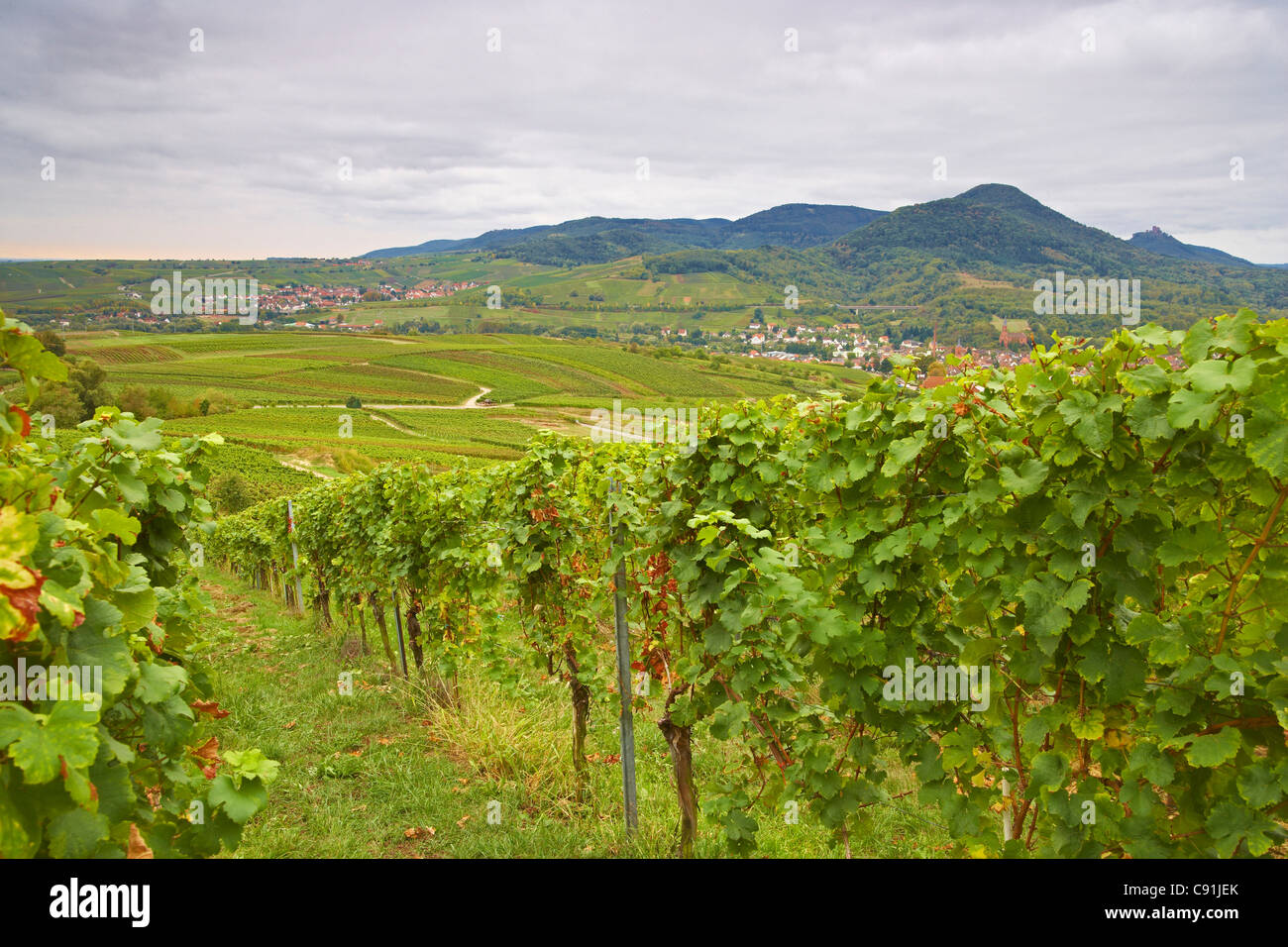 Albersweiler hi-res stock photography and images - Alamy